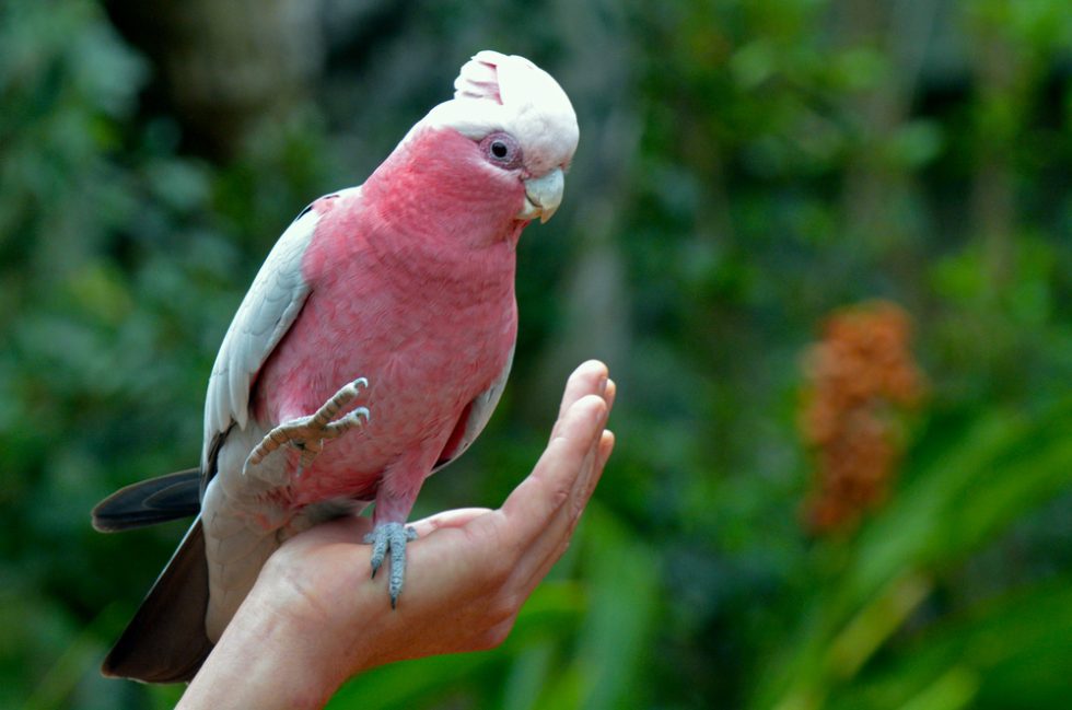 De rosé kaketoe - alles over deze soort kaketoe